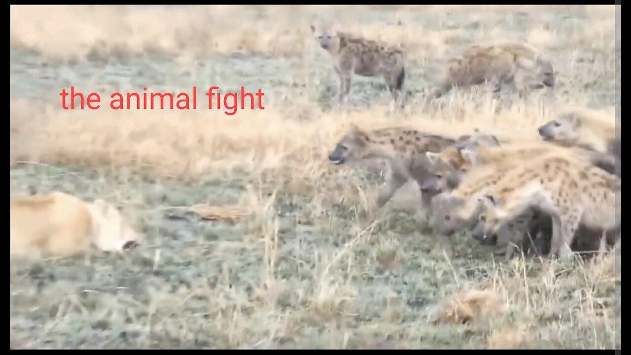 Wild animals fighting 😨 - One News Page VIDEO