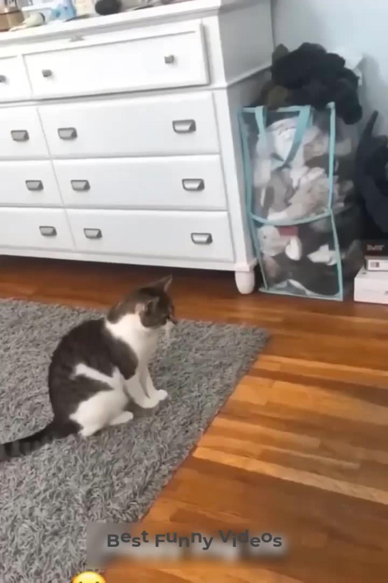 Funny compilation you must laugh - One News Page VIDEO