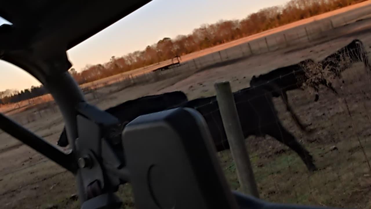 Cows running - One News Page VIDEO