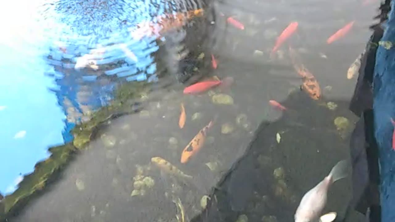 Koi Pond and Beautiful Koi - One News Page VIDEO