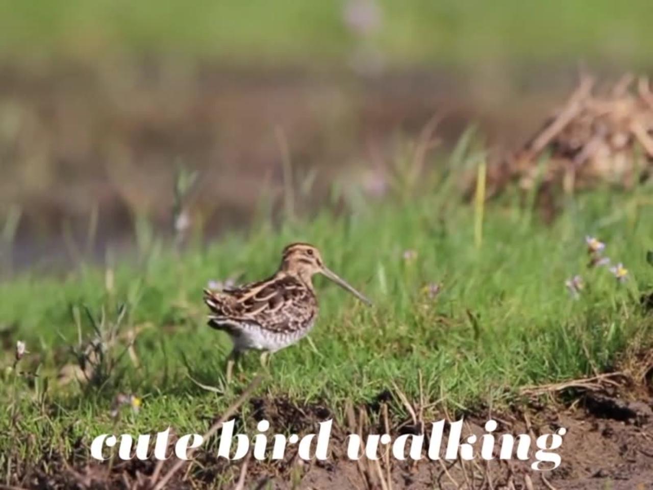 cute bird walking - One News Page VIDEO