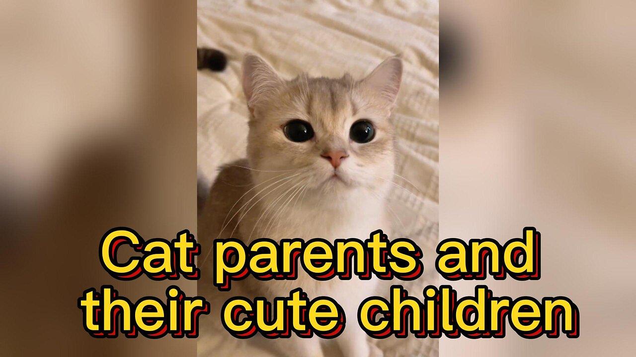Cat parents and their cute children - One News Page VIDEO