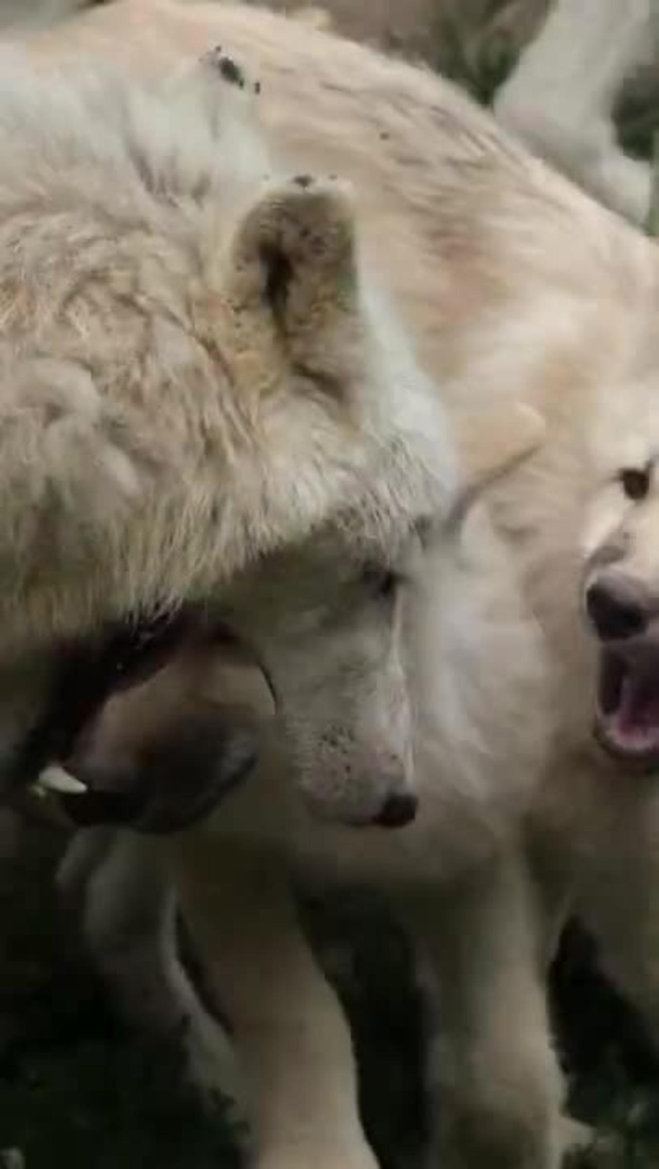 Wolf cubs#cute dogs - One News Page VIDEO
