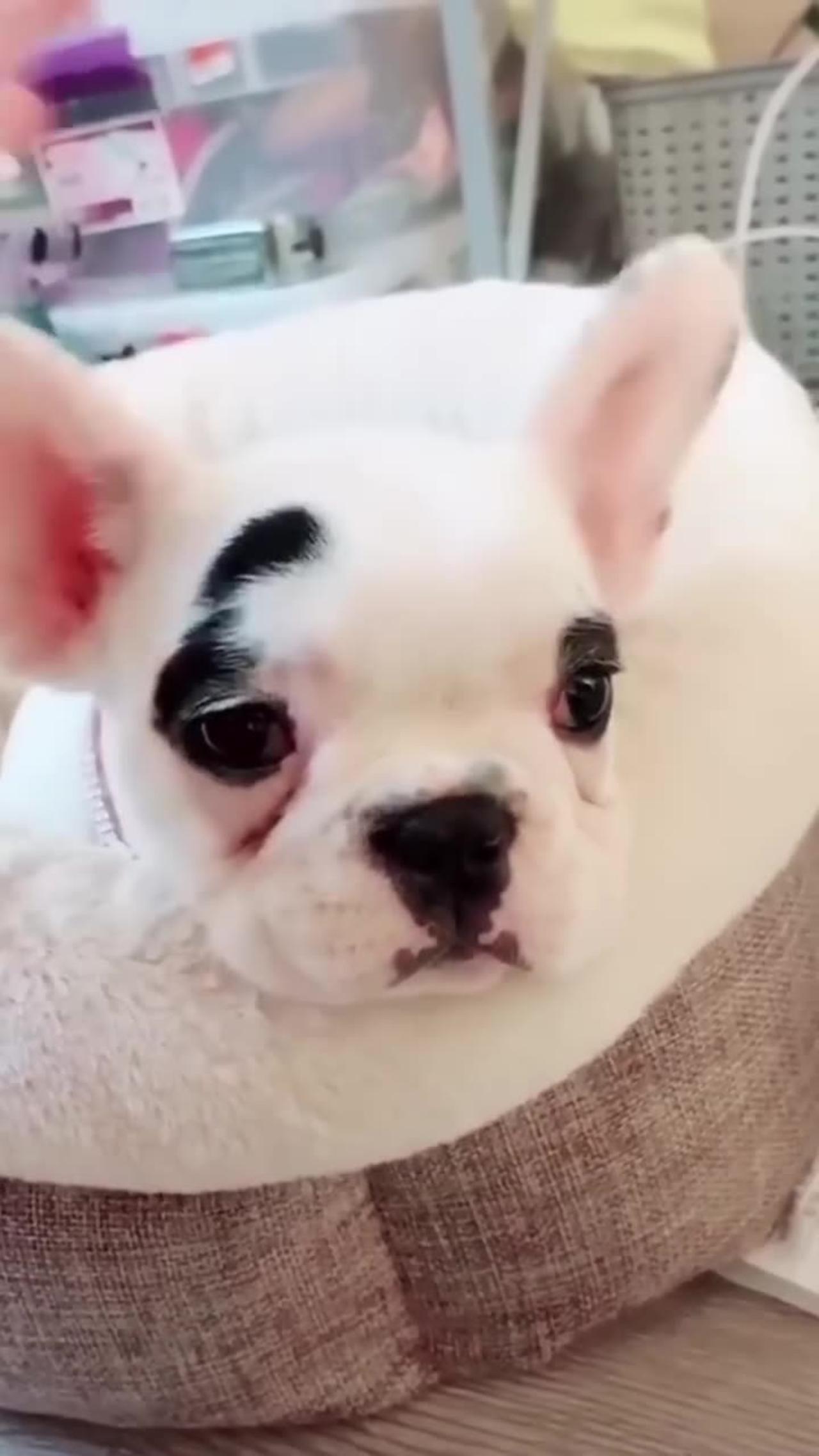 funny dogs moment videos - One News Page VIDEO