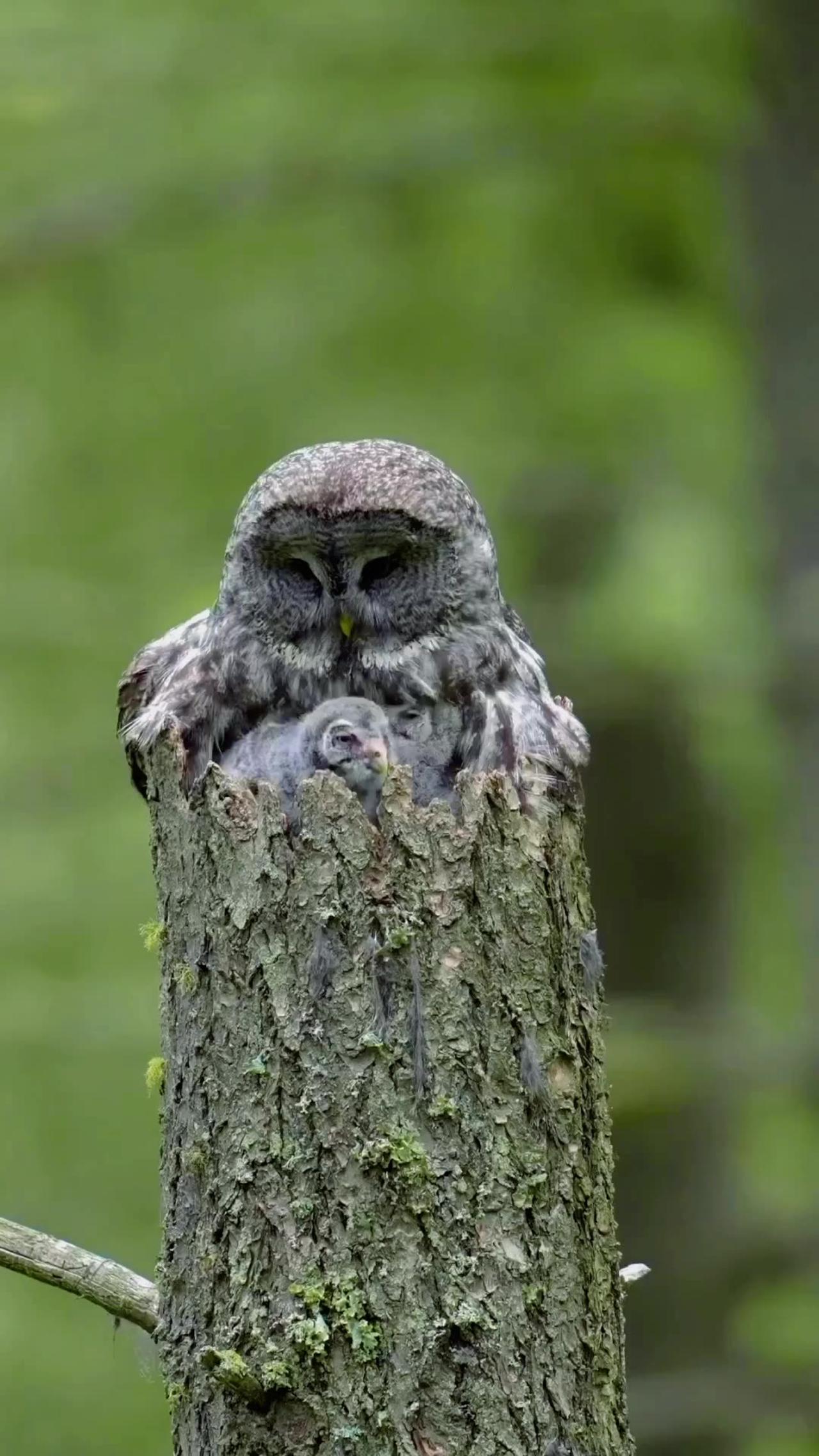 beautiful the bird | very nice bird | - One News Page VIDEO