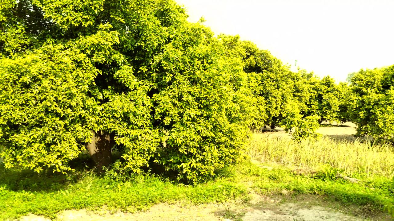 nature of fields best view of the garden | - One News Page VIDEO