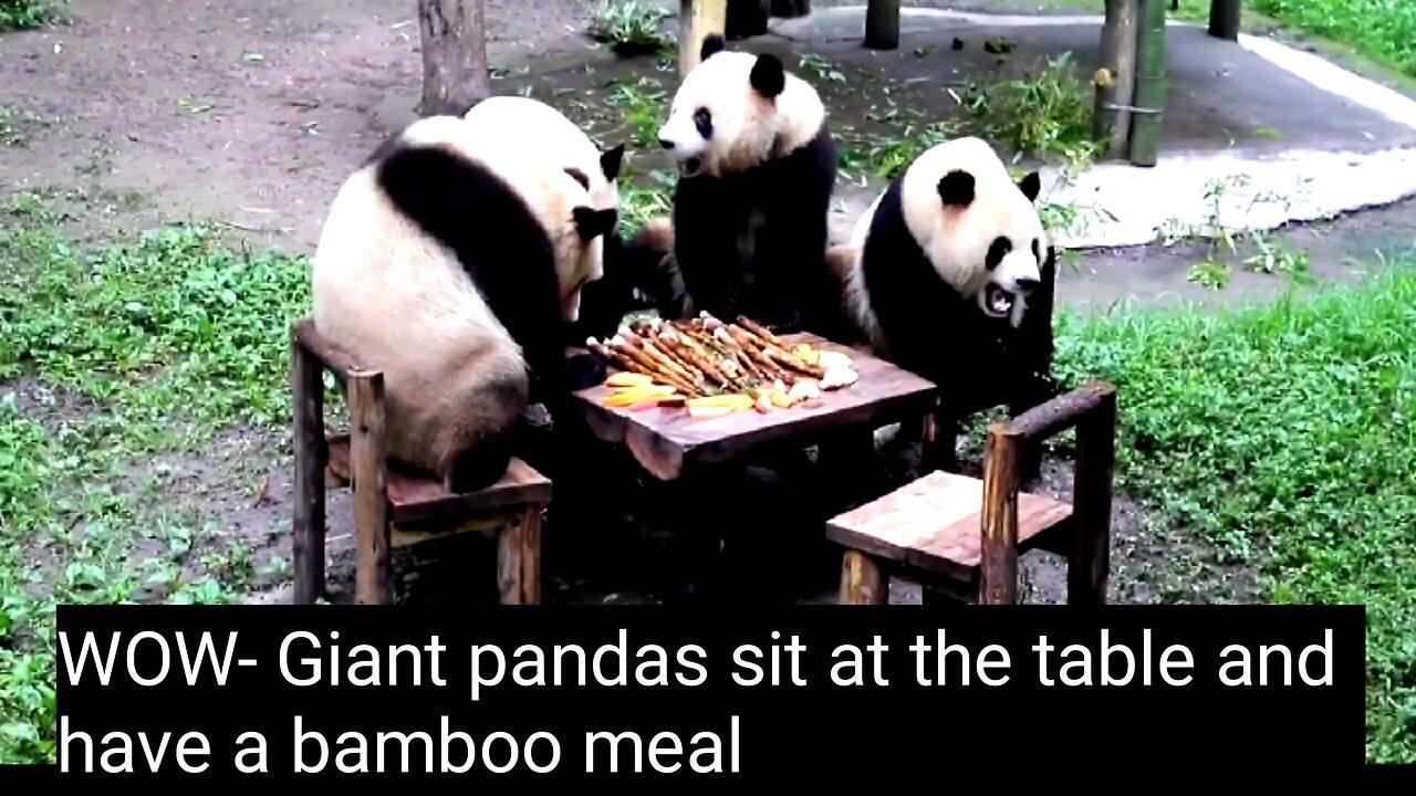 WOW- Giant pandas sit at the table and have a - One News Page VIDEO