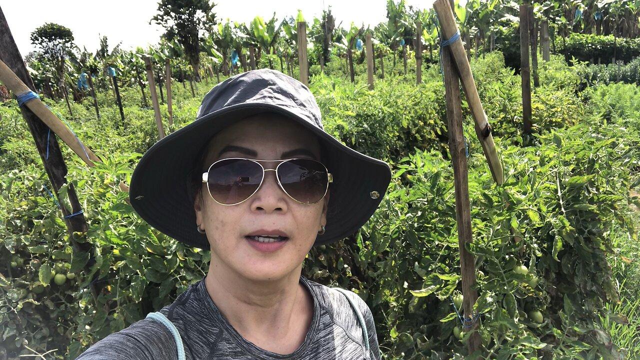 Farm life - One News Page VIDEO