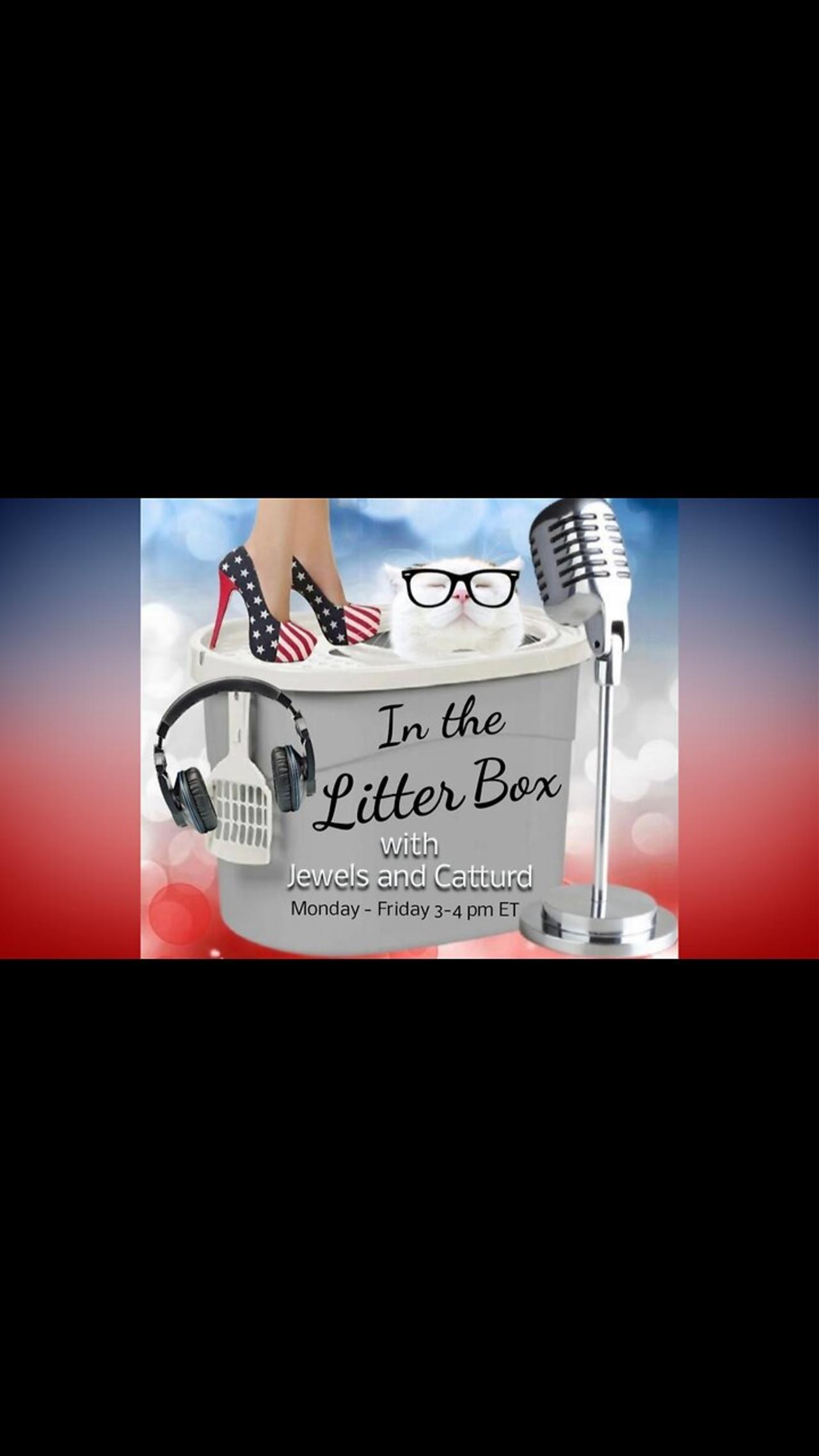 Our 300th Show - In the Litter Box w/ Jewels - One News Page VIDEO