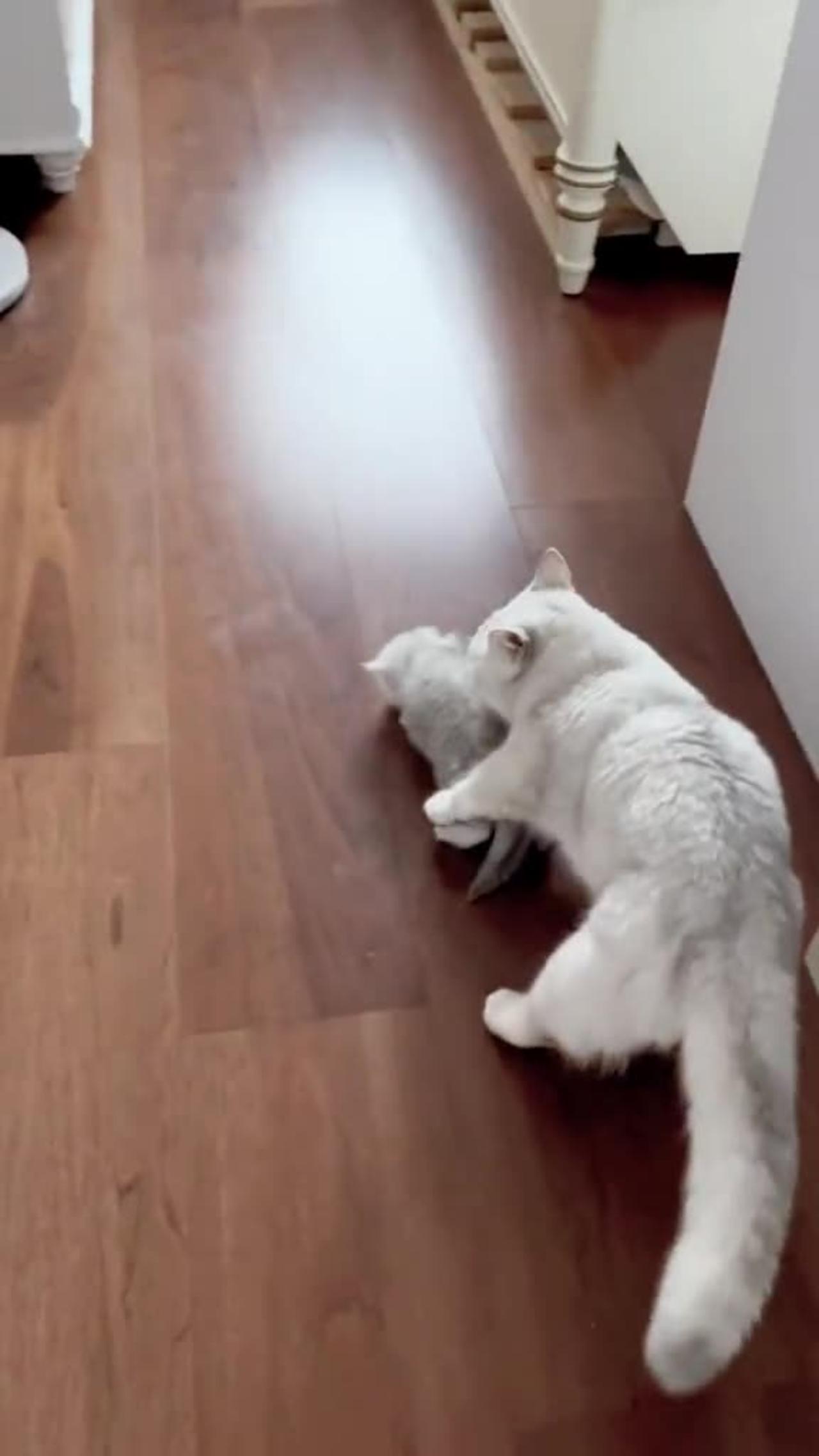 Mother cat moves with her baby. - One News Page VIDEO