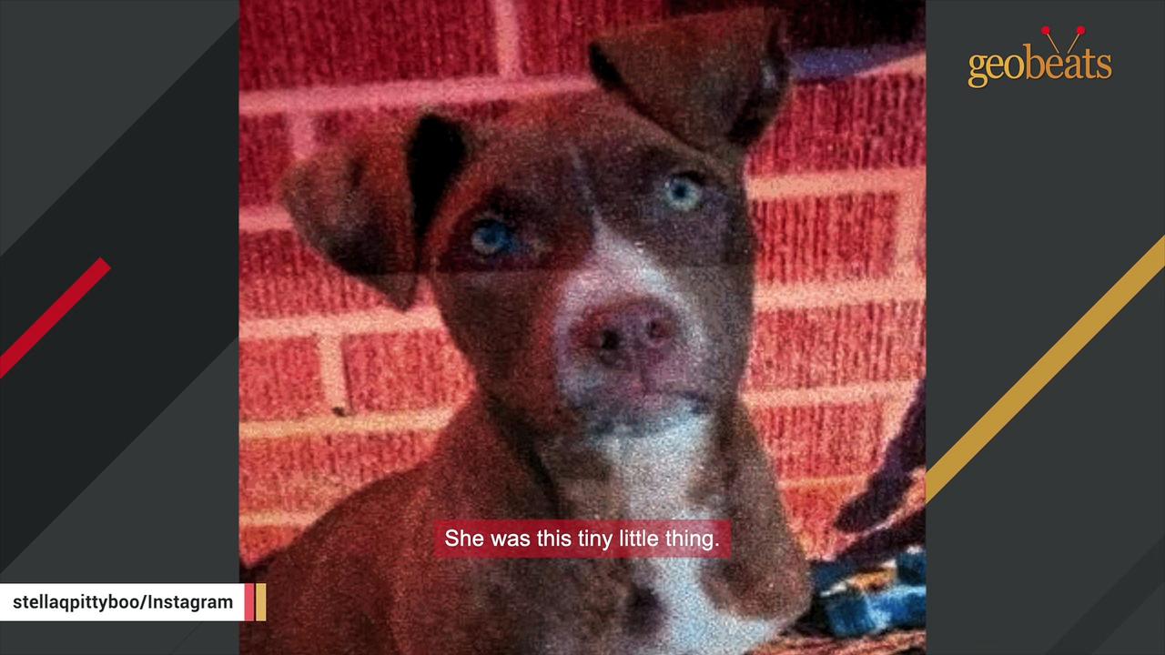 Wife's obsessed with dog. But dog is obsessed - One News Page VIDEO