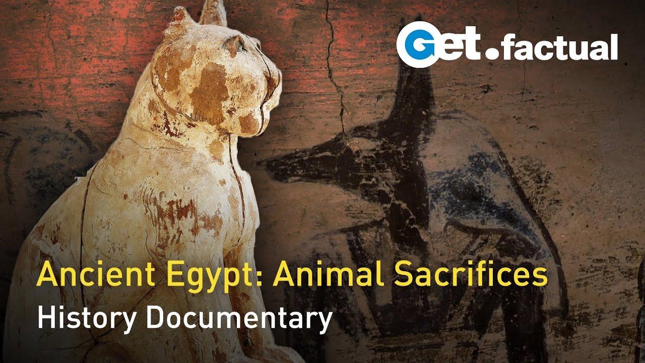 The Secret of the Animal Mummies | Full - One News Page VIDEO