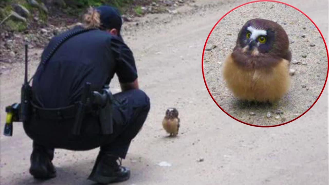 Funniest Animal 2023. Cat's dogs and other - One News Page VIDEO