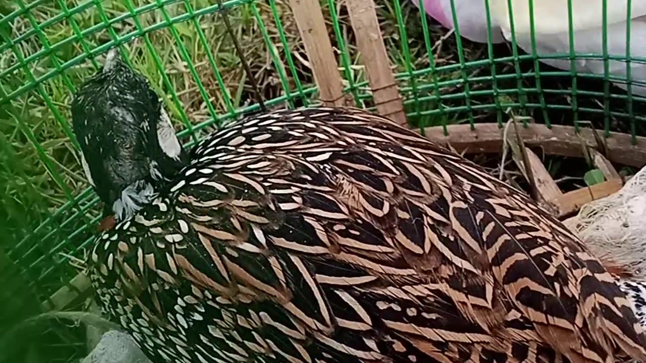 Beautiful black Titer - One News Page VIDEO