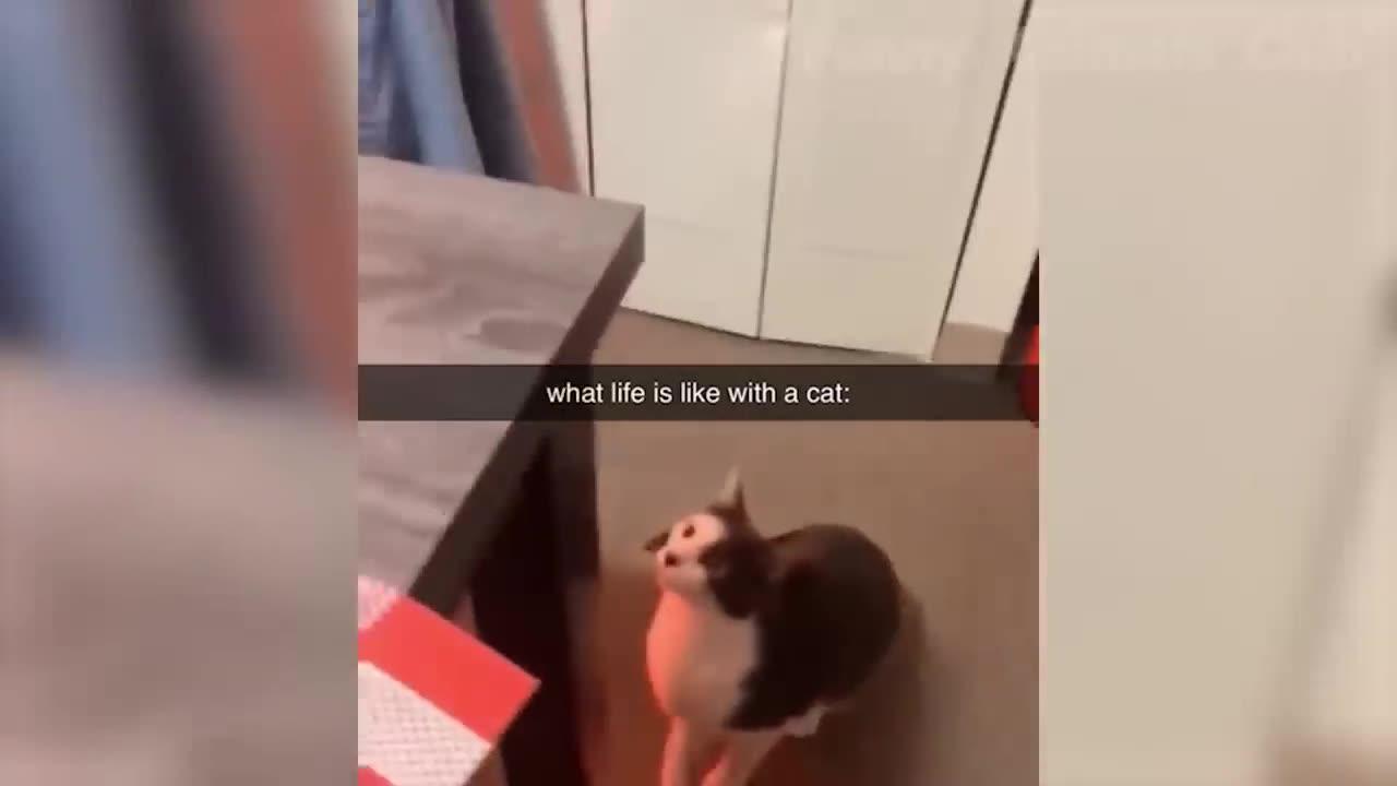 Funny Cats And Dogs - Video Funniest Animal - One News Page VIDEO