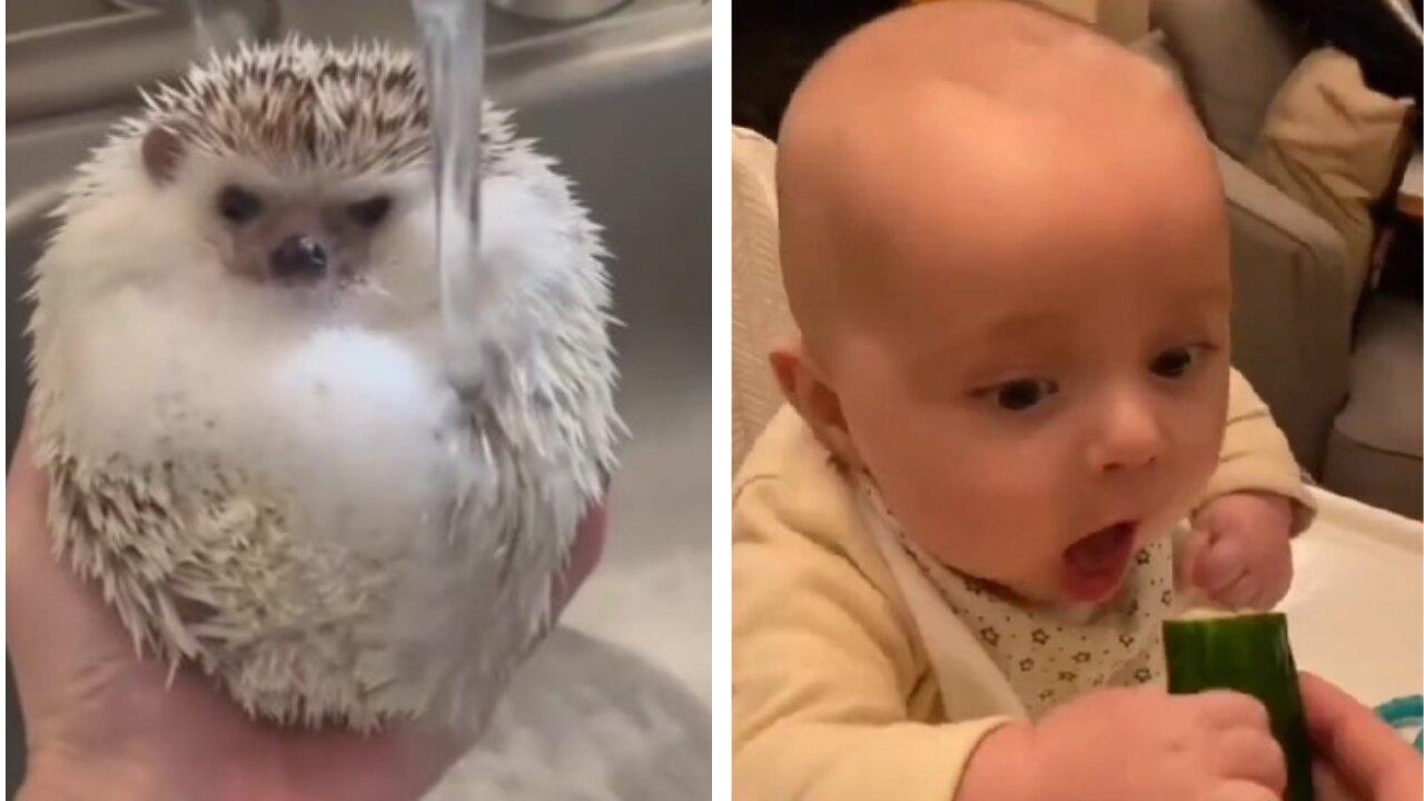 Cutest animal and baby moments that will make - One News Page VIDEO