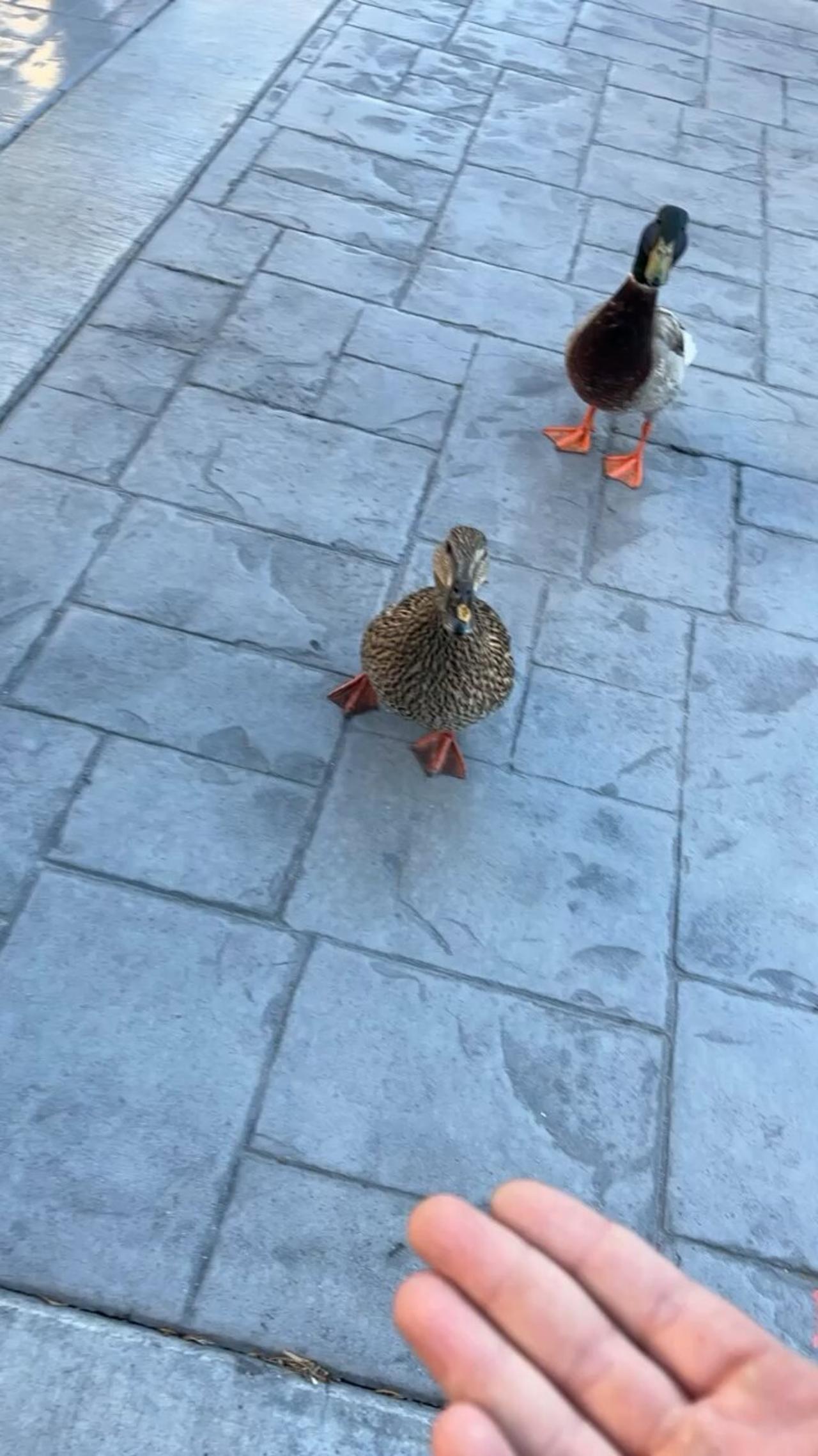 Duck eating a Hot Cheeto - One News Page VIDEO