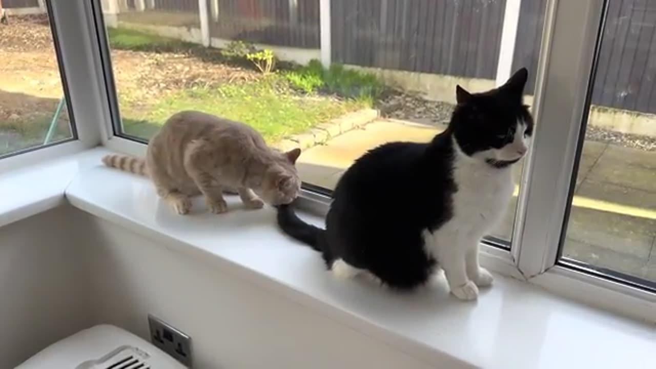 Cat Scolds Kitten For Biting His Tail - One News Page VIDEO