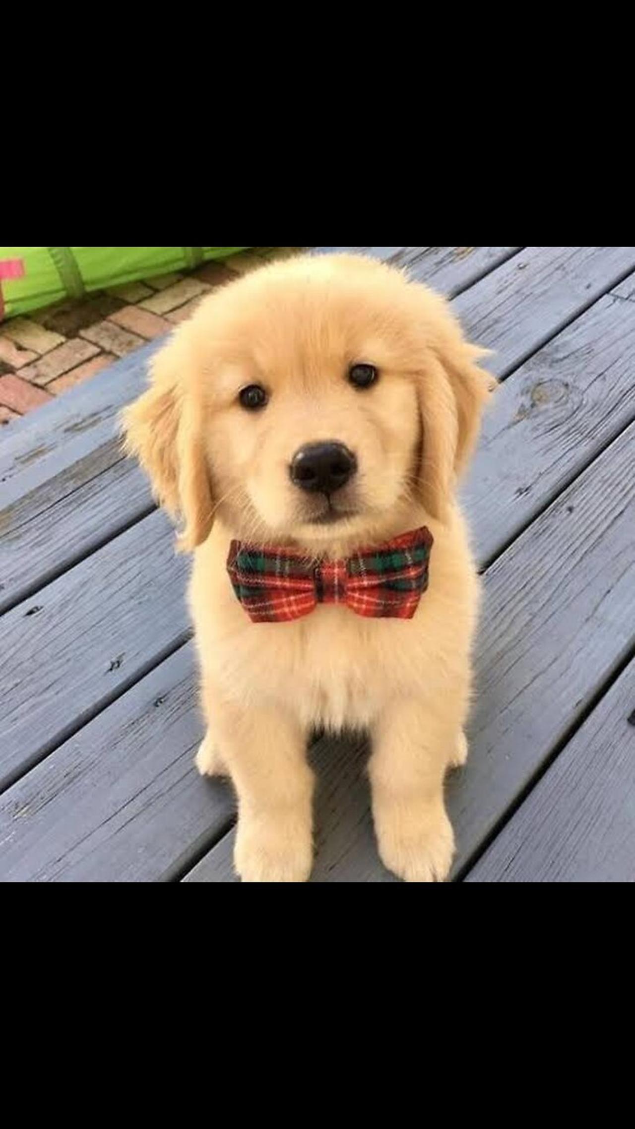 Cute Baby DOG - One News Page VIDEO