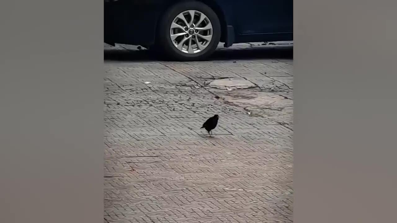 Funny Animals That Always Make Us LAUGH! - One News Page VIDEO
