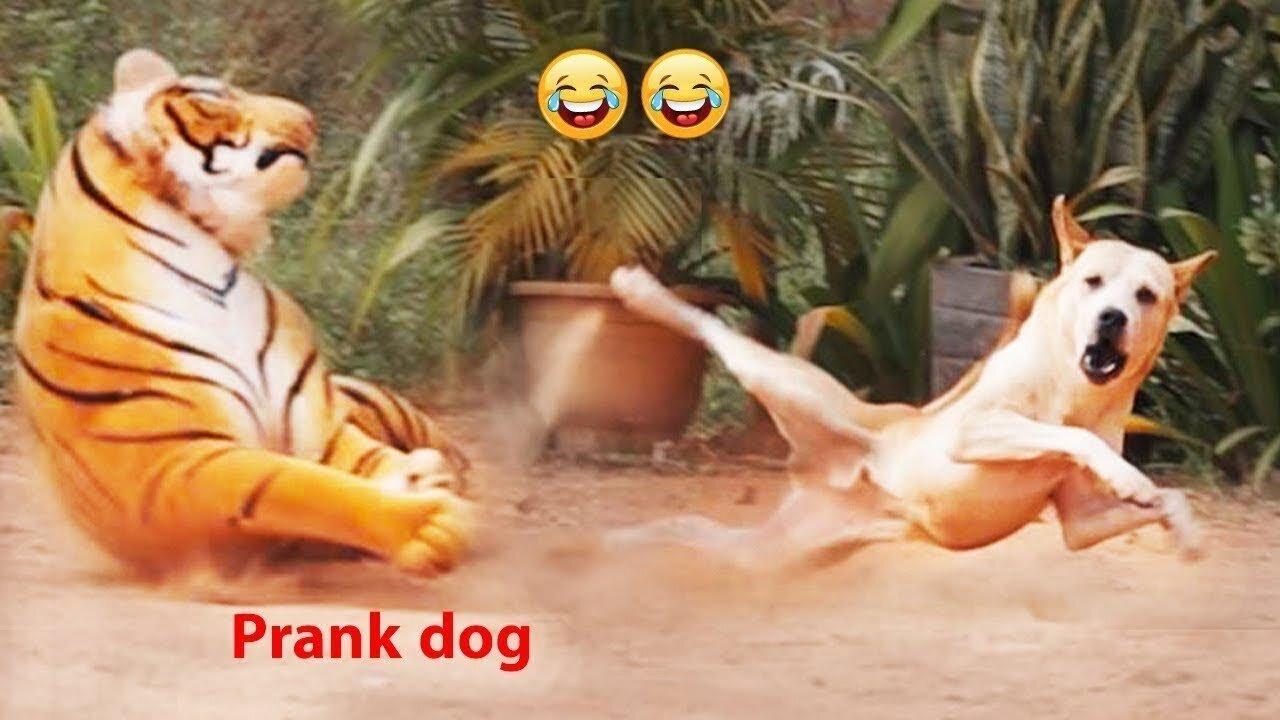 Troll Prank Dog Funny & fake Lion and Fake - One News Page VIDEO