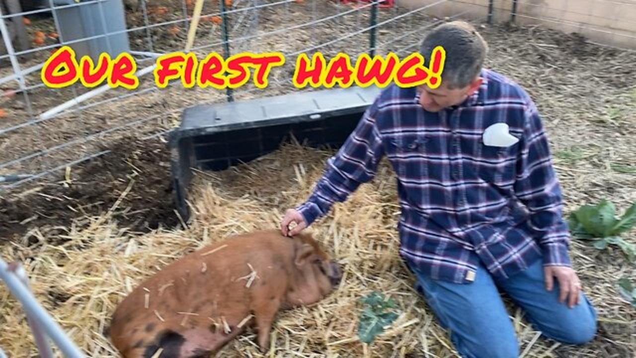 Our first meat pig: Kunekune - One News Page VIDEO