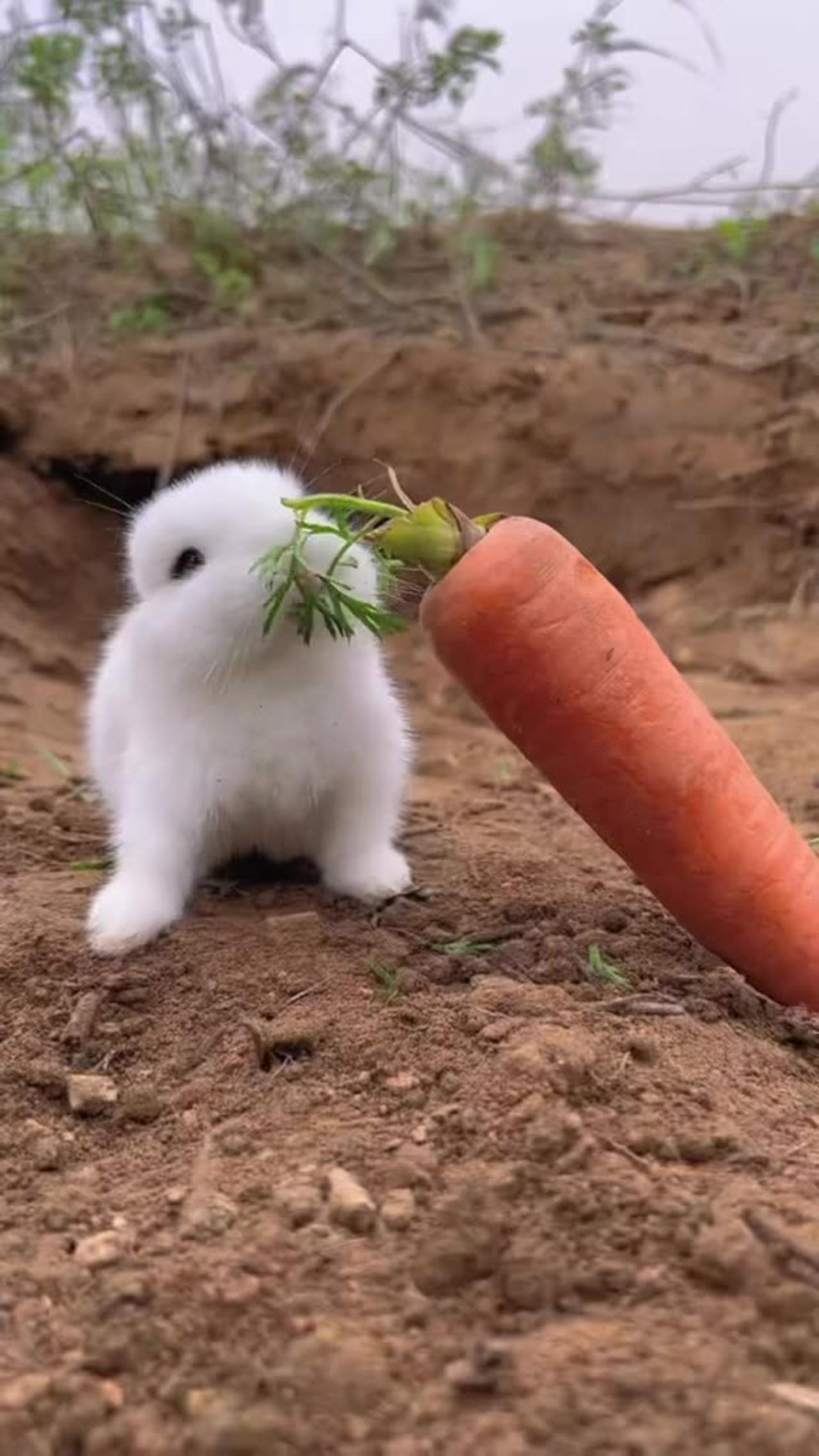 Funny rabbit, Rabbit is eating carrot, | Funny - One News Page VIDEO