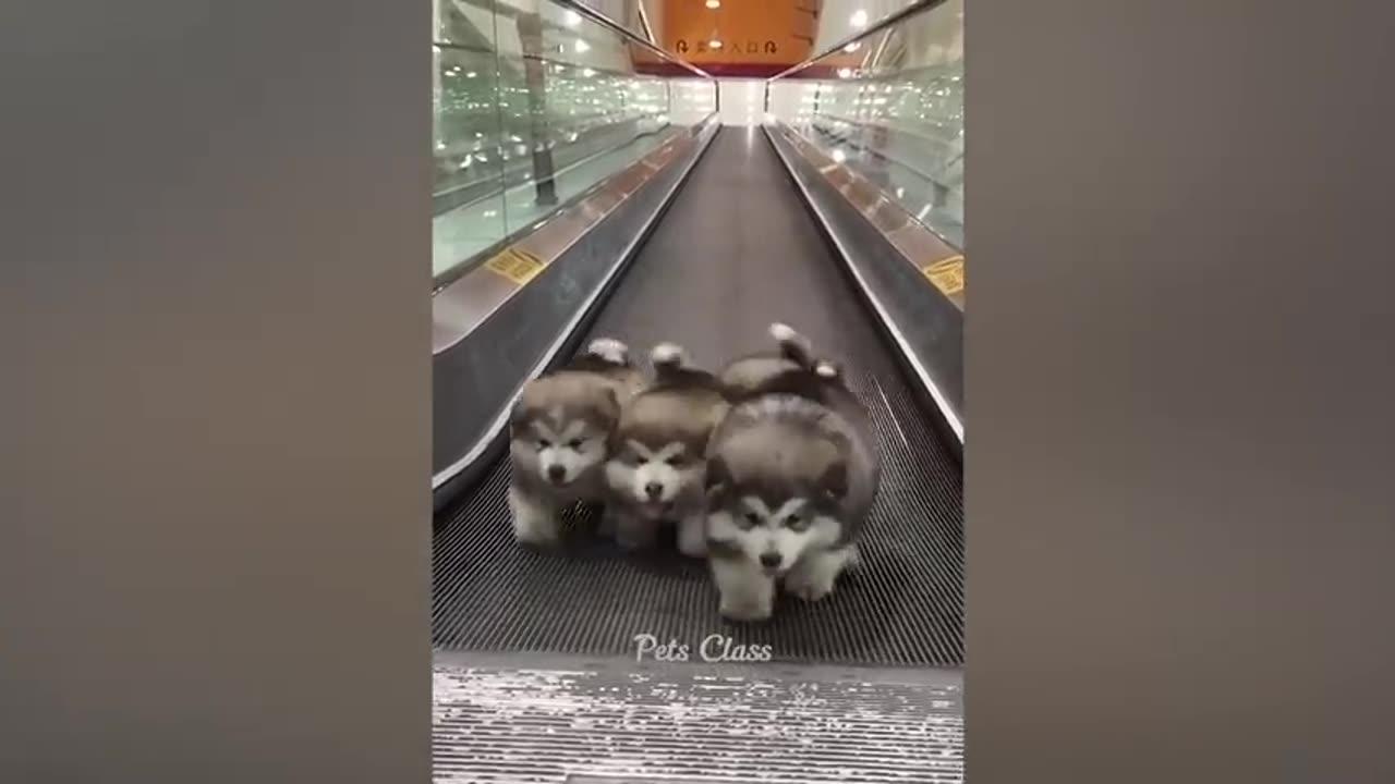 Funniest Animals Funny Cats and Dogs Videos - One News Page VIDEO