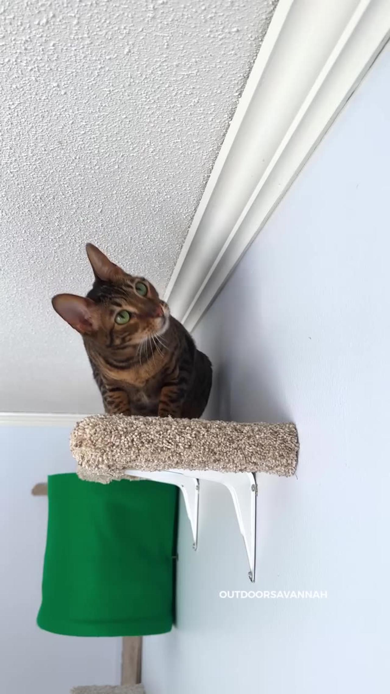 Cardboard tube scratching for Cat | Cute Cat - One News Page VIDEO