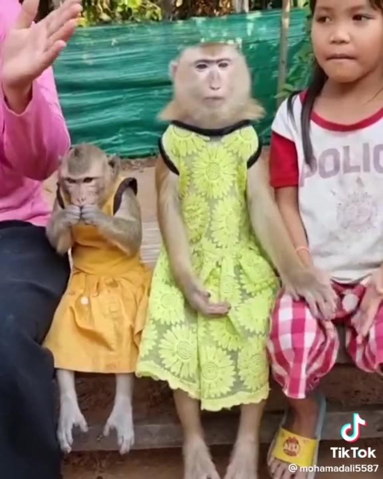 Monkey funny videos - One News Page VIDEO