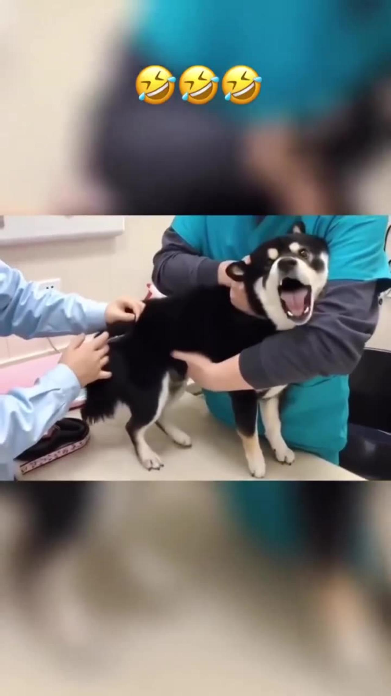 funny dogs & cat reaction for doctors - One News Page VIDEO