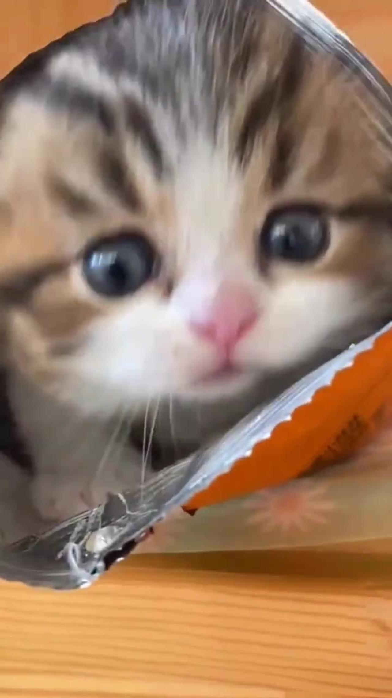 cat in a packet - One News Page VIDEO