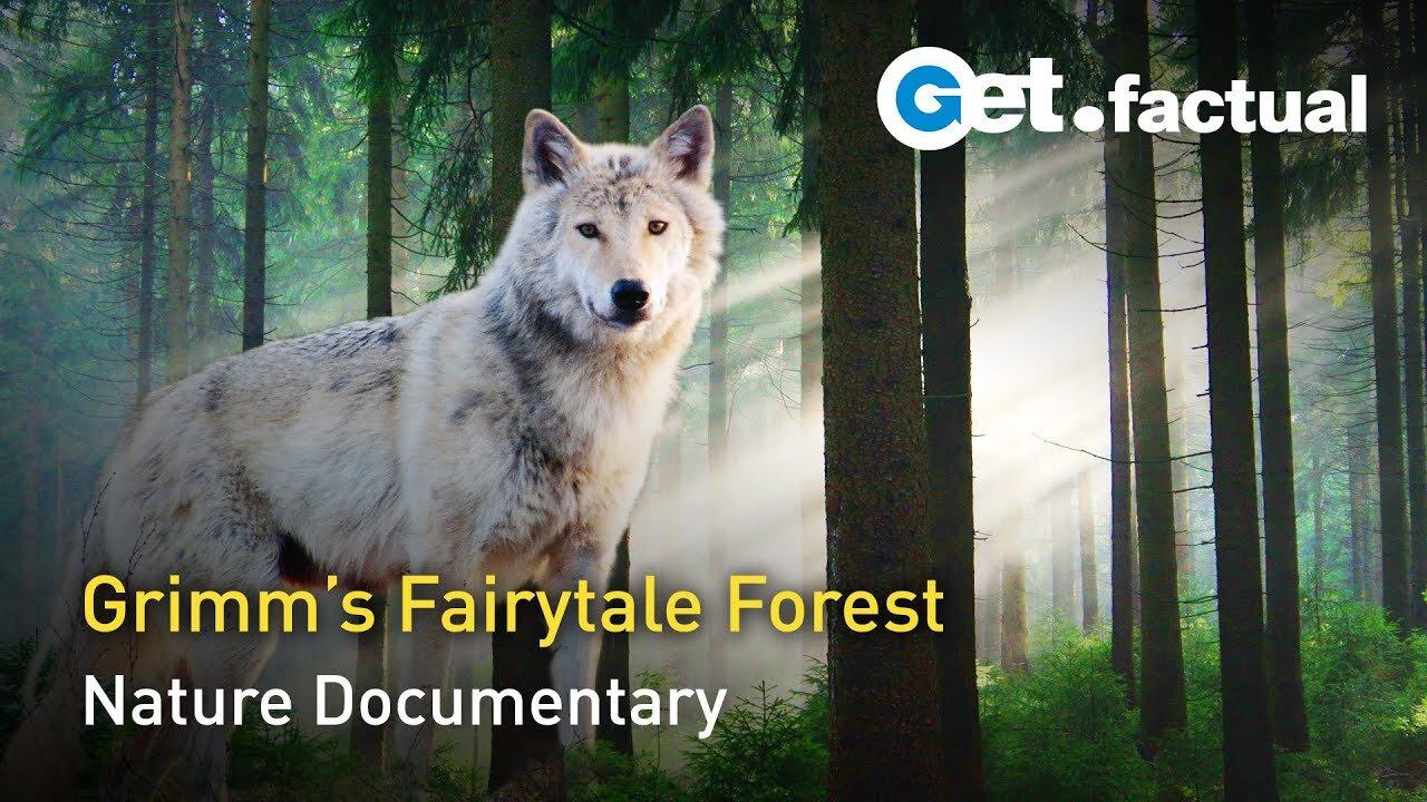 Grimms' Forest: The Nature of Fairy Tales | - One News Page VIDEO