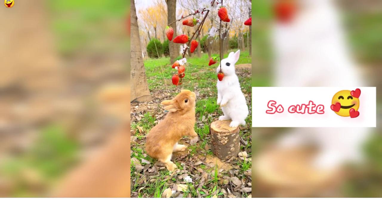 Cute rabbit eating banana and strawberry - One News Page VIDEO