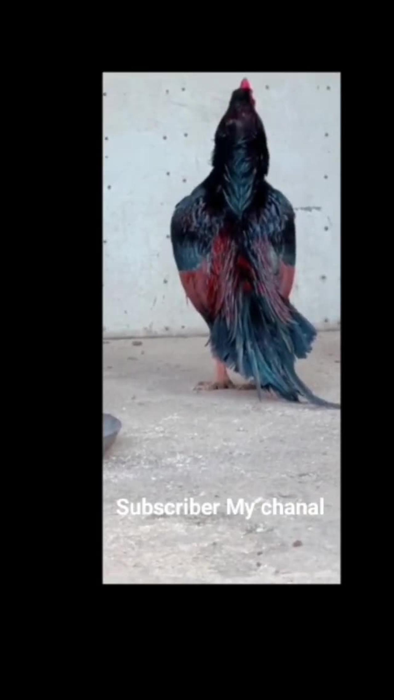 Aseel Meanwali Beauty - One News Page VIDEO