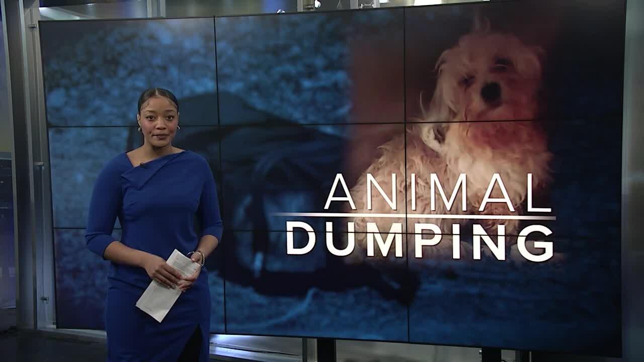 Pet dumping becoming more frequent as animal - One News Page VIDEO