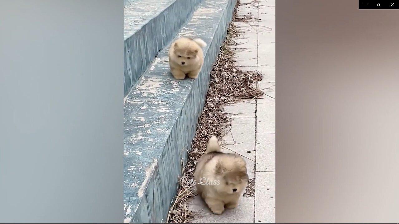 Funniest Animals 2023 Funny Dogs and Cats Videos - One News Page VIDEO