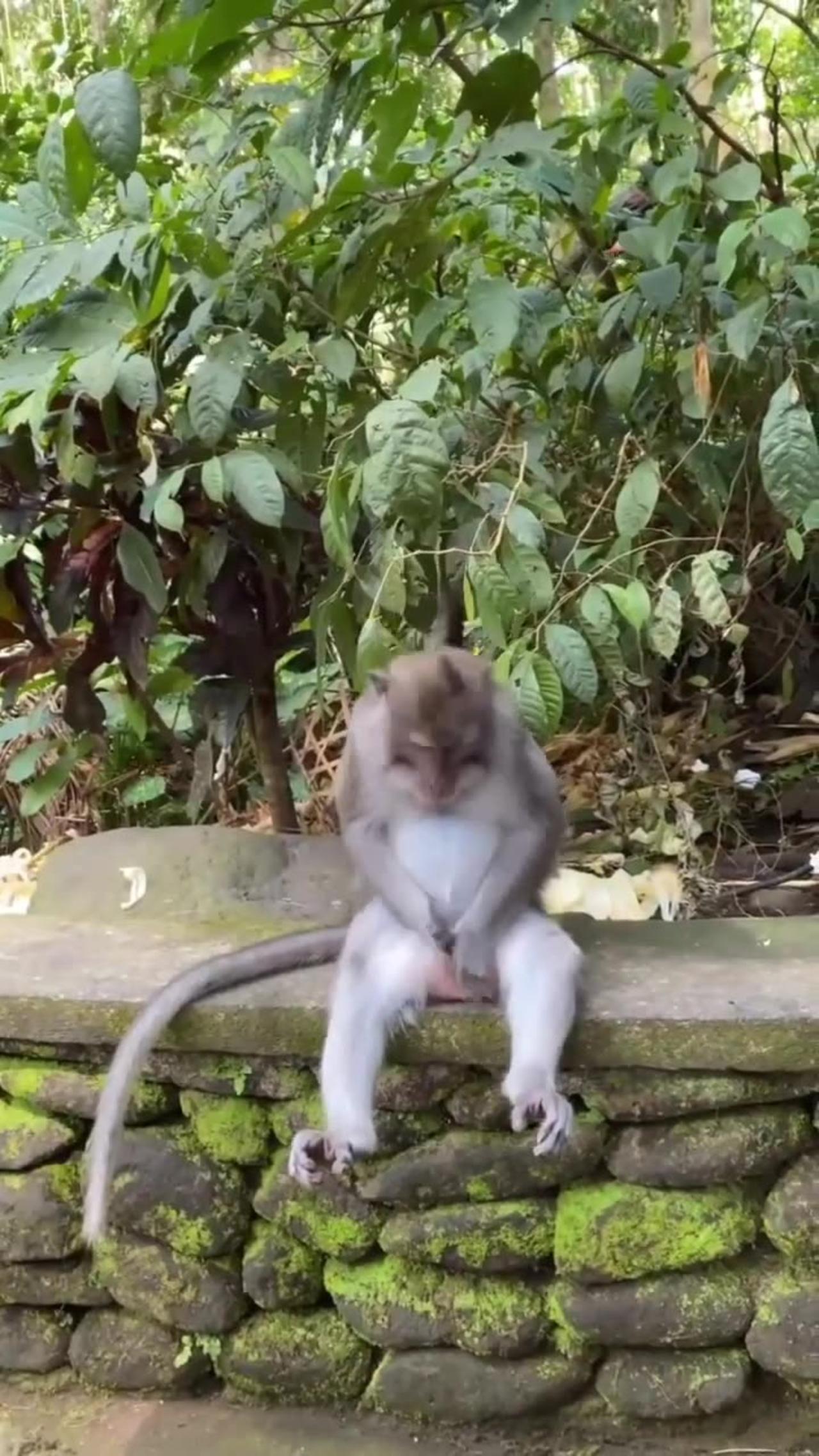 monkey's genitals are itching - One News Page VIDEO