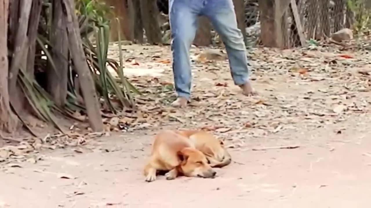 Most funny pranks with dog - One News Page VIDEO