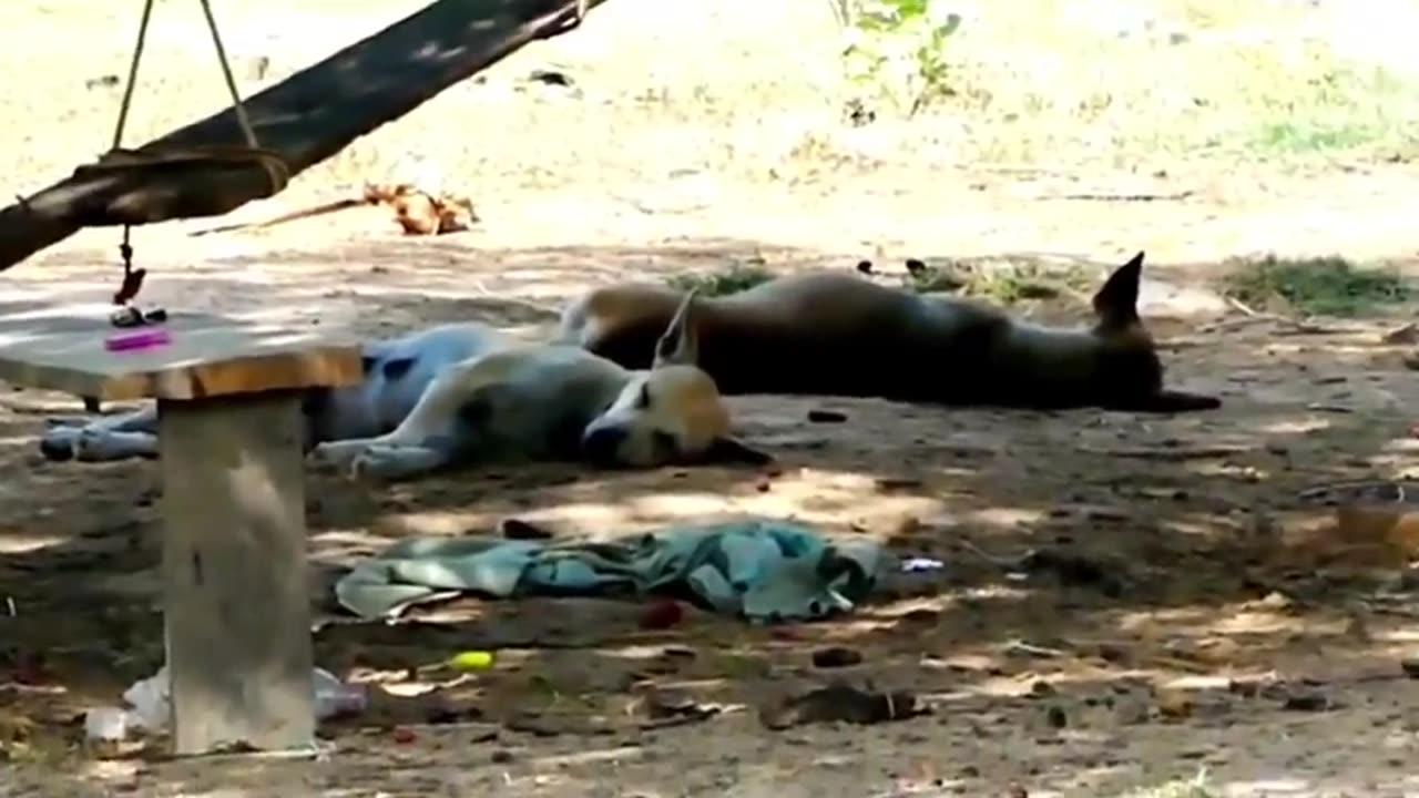 Pranking a dog have never been this FUNNY!!!! - One News Page VIDEO