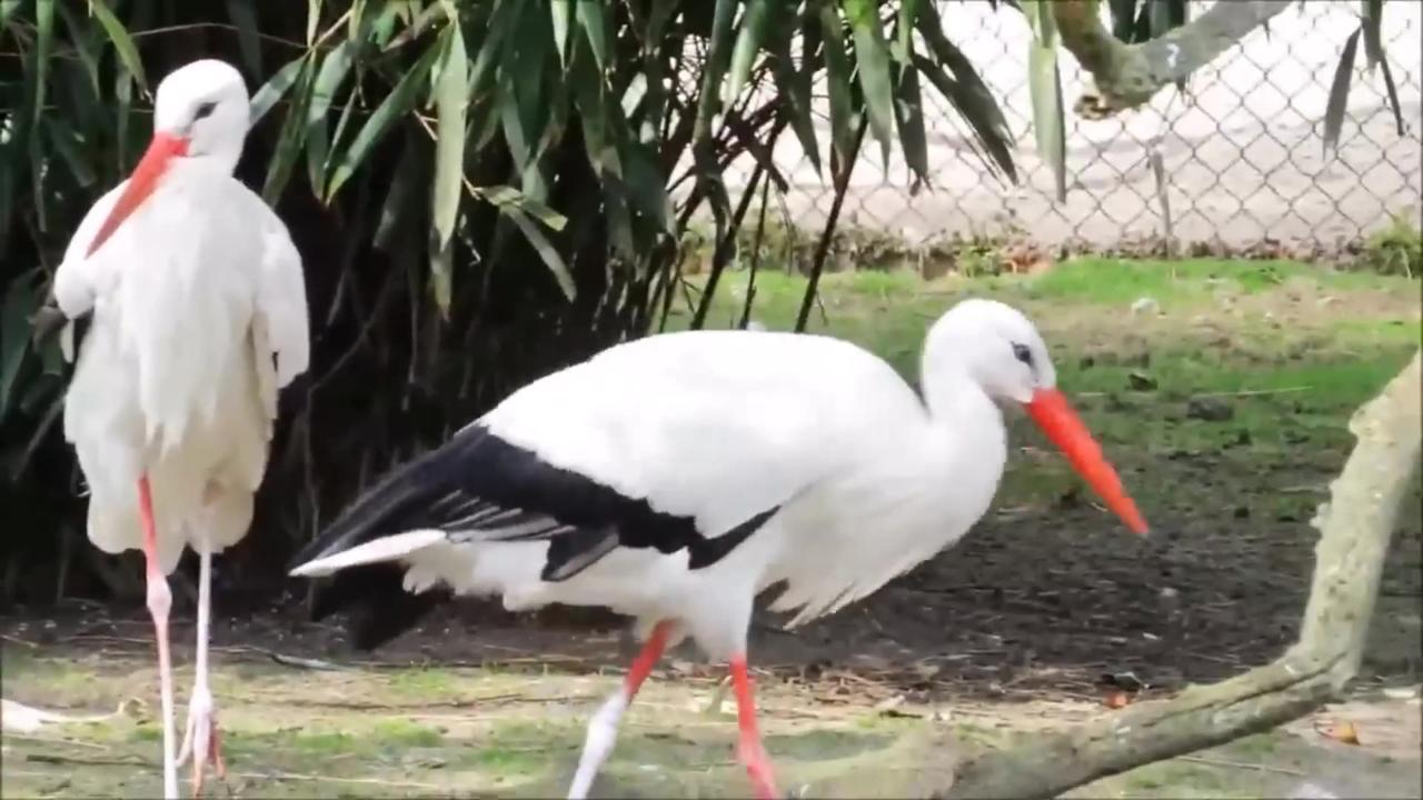 Beautiful Golden Pheasants and Wading Birds - One News Page VIDEO