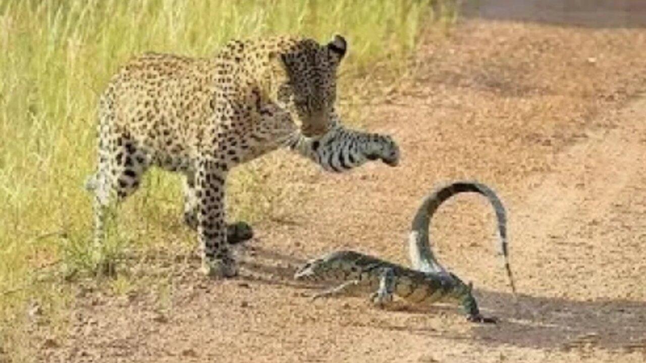 Leopard vs Monitor Lizard Real fight Hungry But - One News Page VIDEO