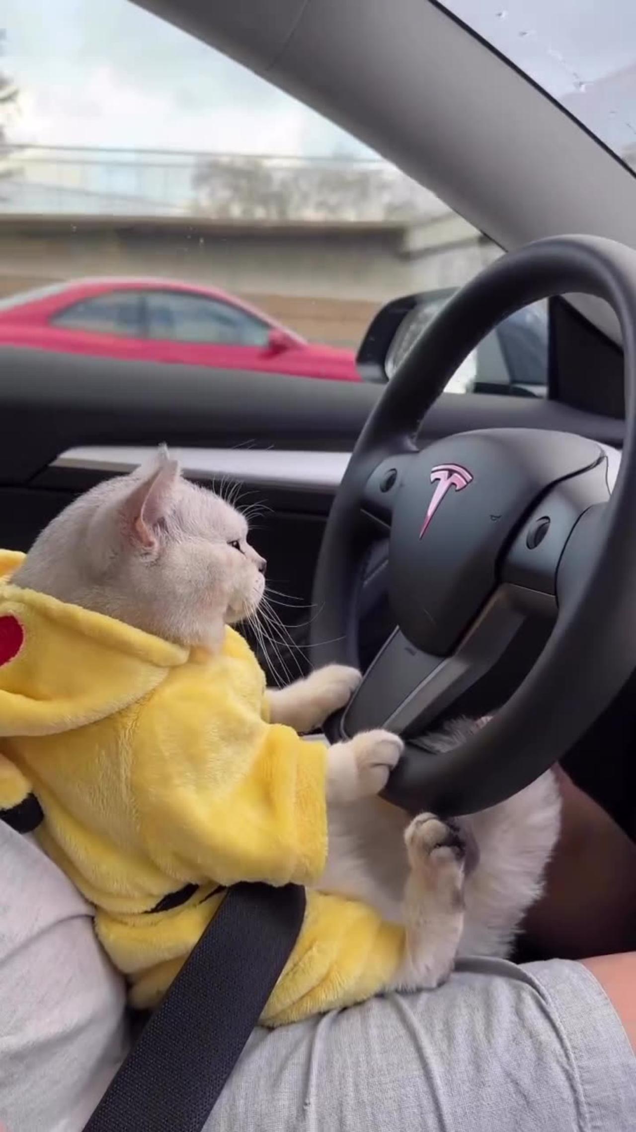 Cat driving car 🚘 - One News Page VIDEO