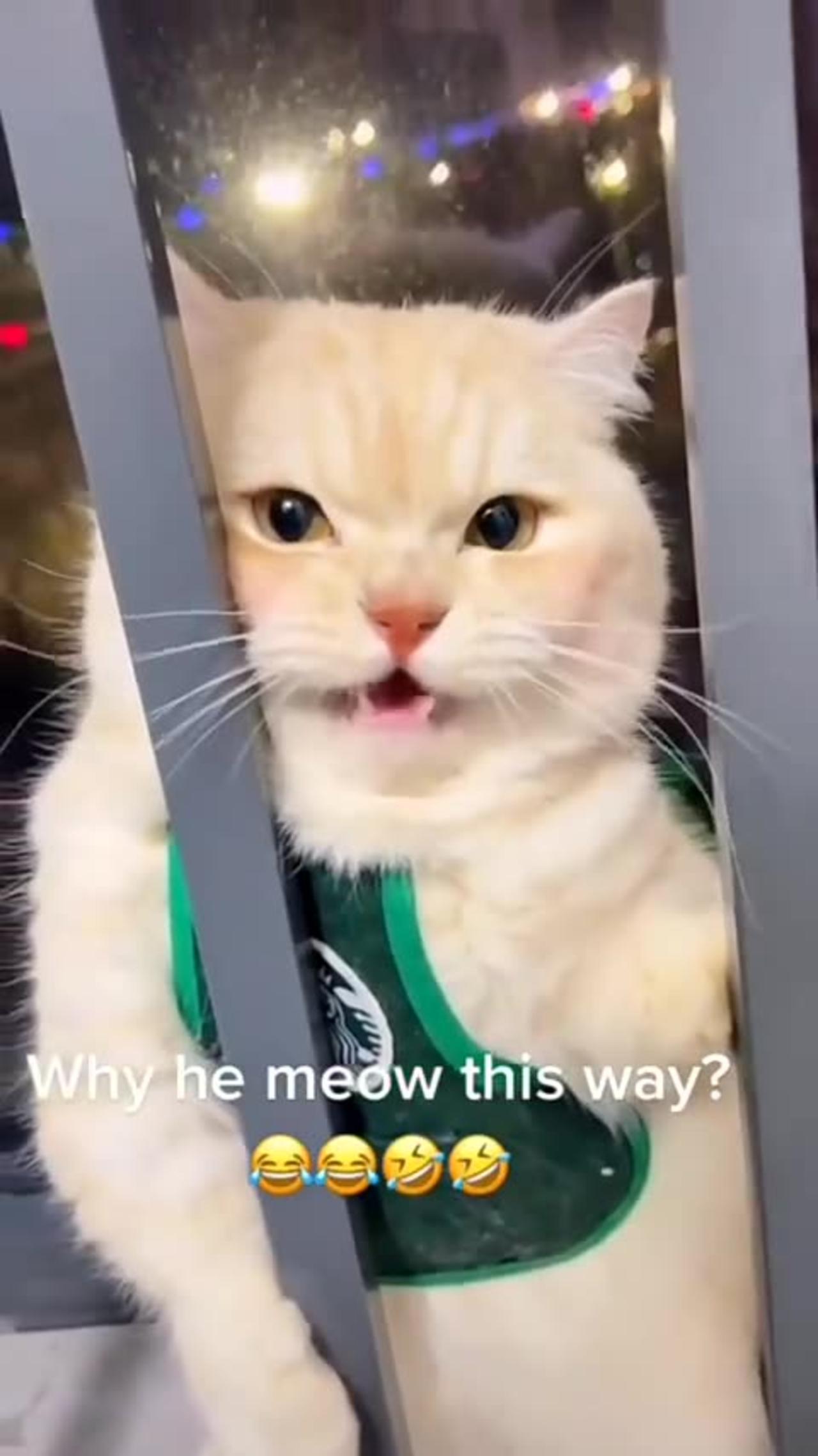 Cats funny videos - One News Page VIDEO