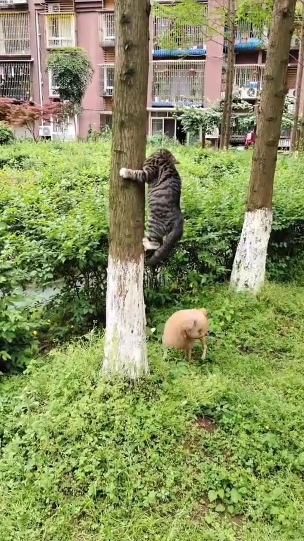 Hide and seek between cute cat and dog - One News Page VIDEO