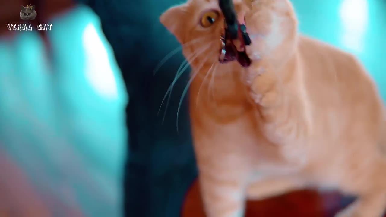 4K Quality Animal Footage - Cats and Kittens - One News Page VIDEO