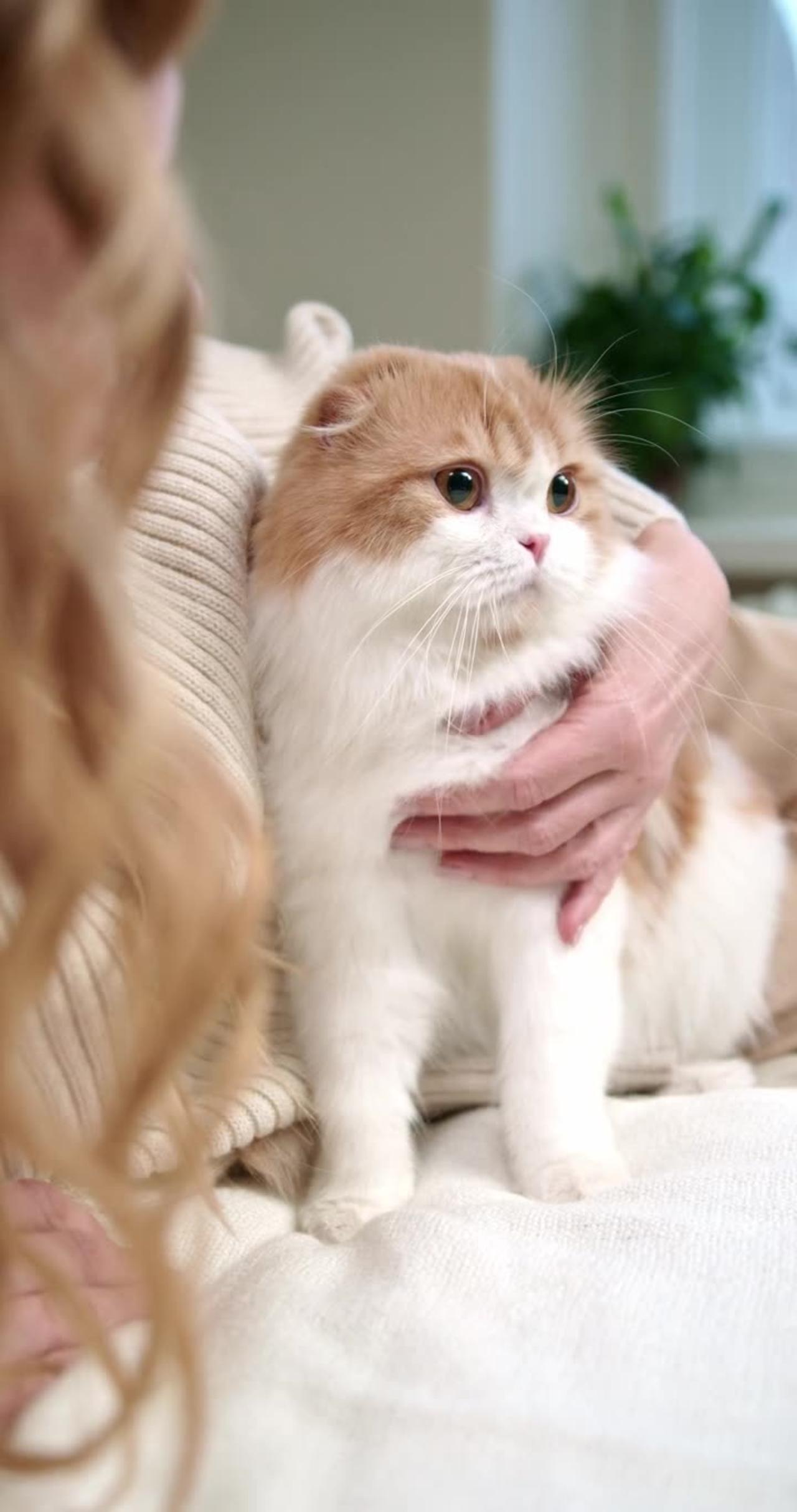 Hey my cute cat | cute cat - One News Page VIDEO