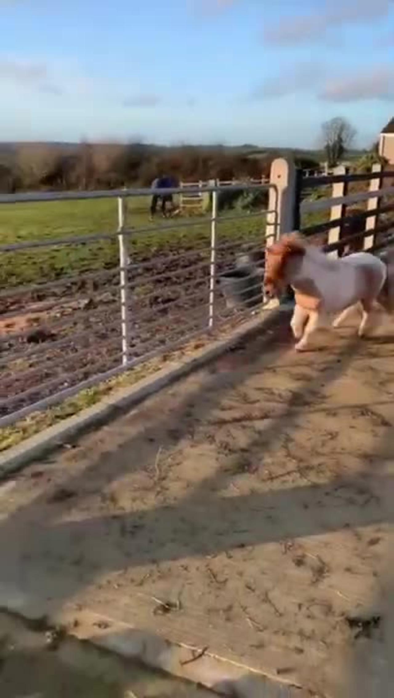 Funny Pet Animals #Short Video - One News Page VIDEO