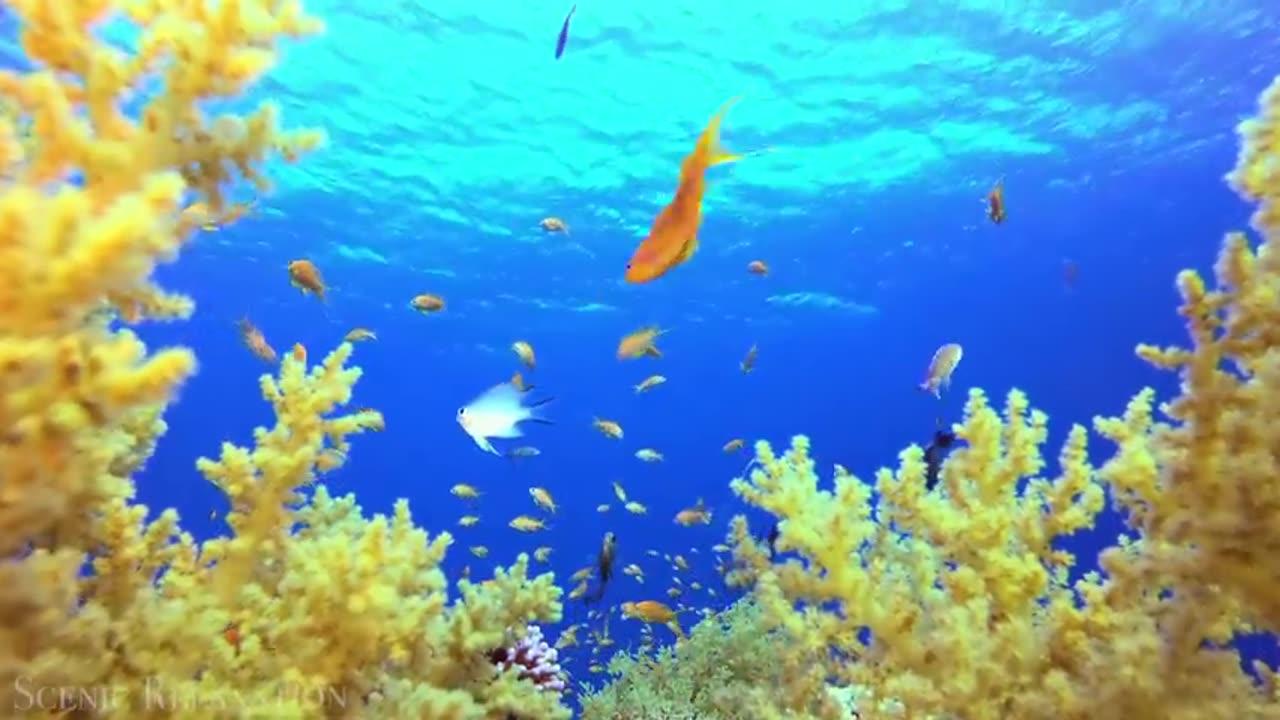 The Ocean 4K - Scenic Wildlife Film With Calming - One News Page VIDEO