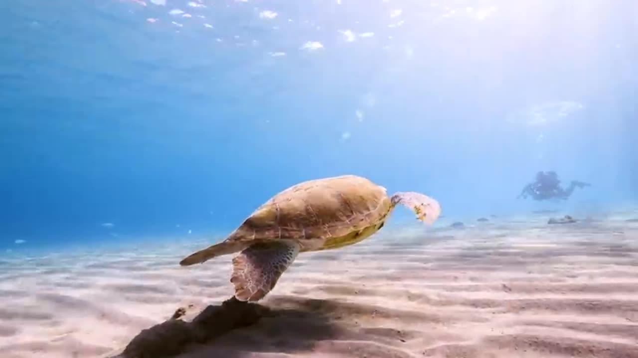 Animals of the Ocean 4K - Scenic Wildlife Film - One News Page VIDEO
